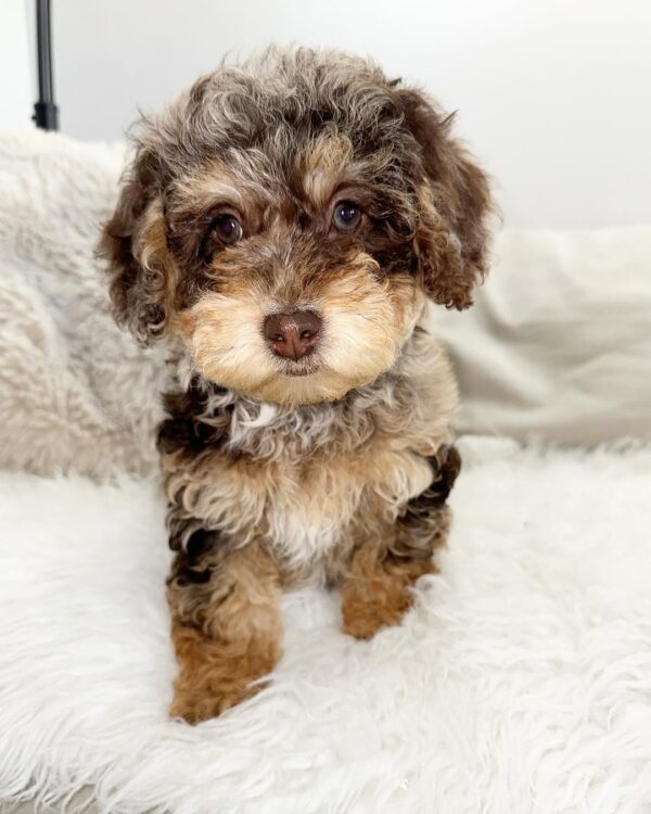 Miniature Poodles - Maple Poodles Home