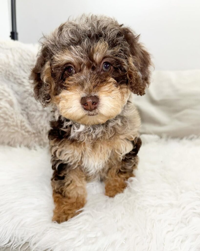 Miniature Poodles - Maple Poodles Home