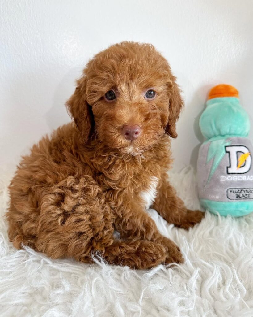 Miniature Poodles - Maple Poodles Home